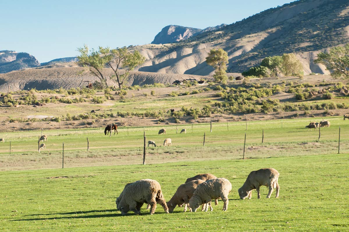 Utah Farms - Athena VII